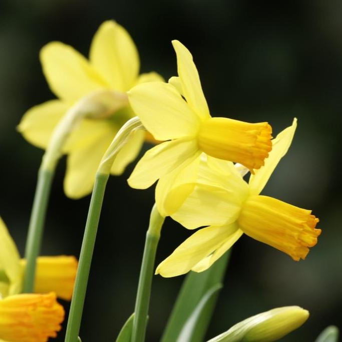 Narcis MIX - BIO | Natural Bulbs NL
